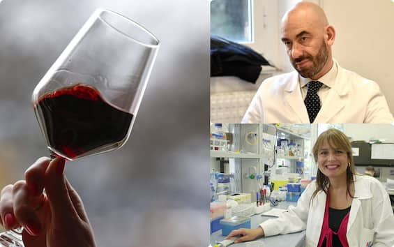 Alcol cancerogeno, Viola: “Chi lo nega è criminale”. Bassetti: “Vuole ...