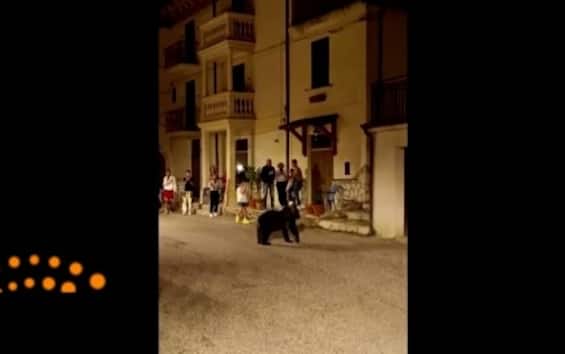 Uccisa a fucilate l’orsa Amarena, simbolo del Parco Nazionale d'Abruzzo ...