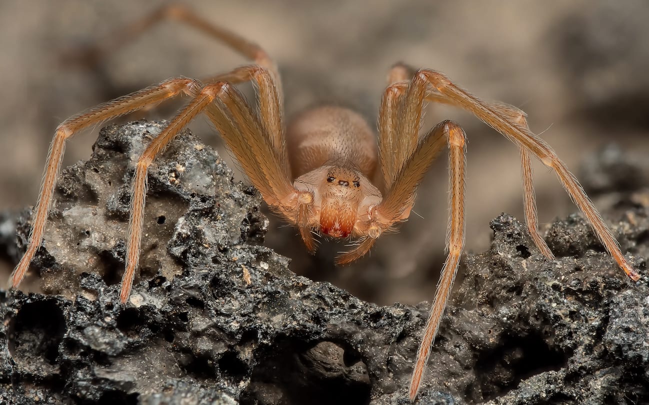 Puntura ragno violino, ecco cosa fare se si viene morsi: i consigli ...