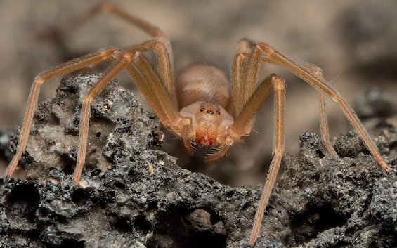 Puntura ragno violino, ecco cosa fare se si viene morsi: i consigli ...