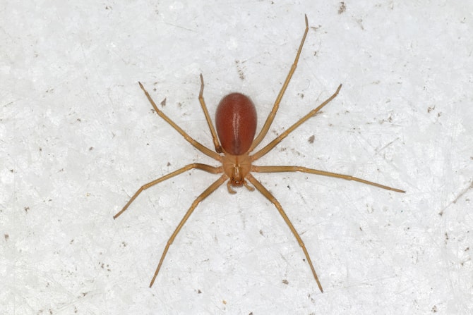 Puntura ragno violino, ecco cosa fare se si viene morsi: i consigli ...