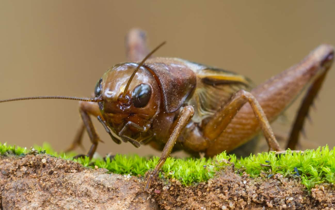 Farina di grillo, in quali prodotti la troveremo e in quali quantità ...