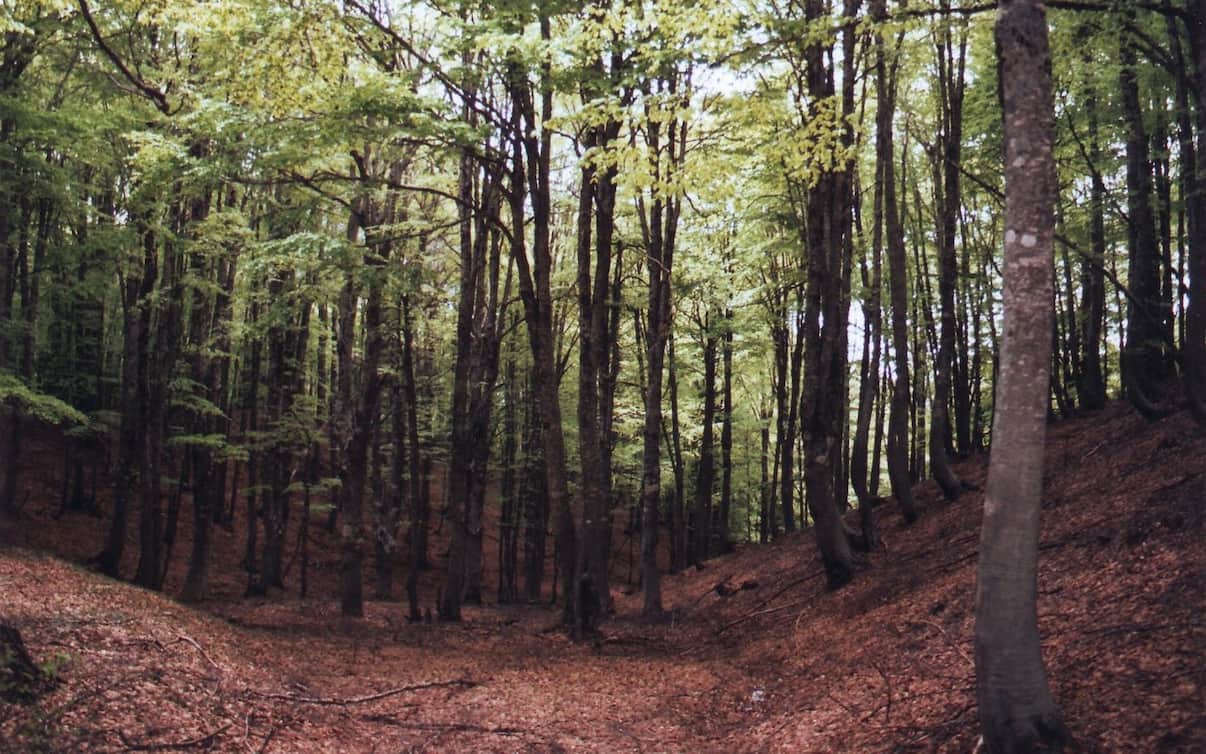 Giornata Mondiale delle Foreste, le 10 più belle d'Italia | Sky TG24