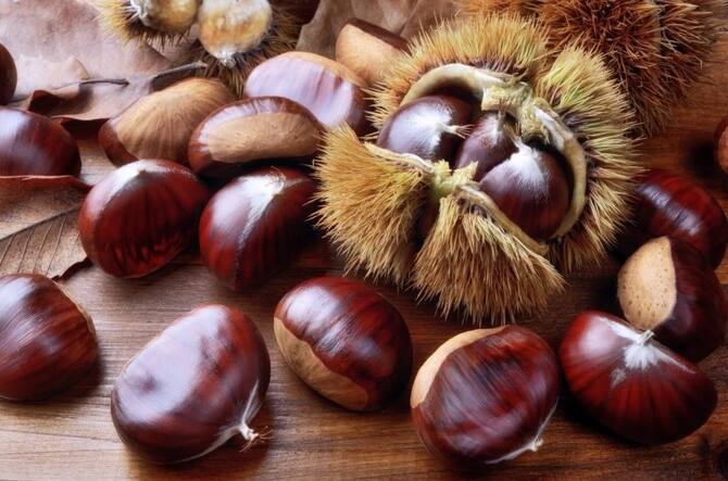 Raccolta castagne, luoghi e sagre dove trovare marroni e caldarroste ...