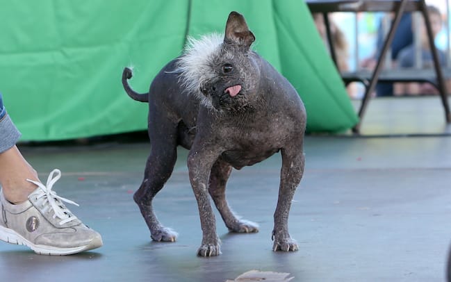 Mr. Happy Face è il cane più brutto del mondo del 2022. FOTO | Sky TG24