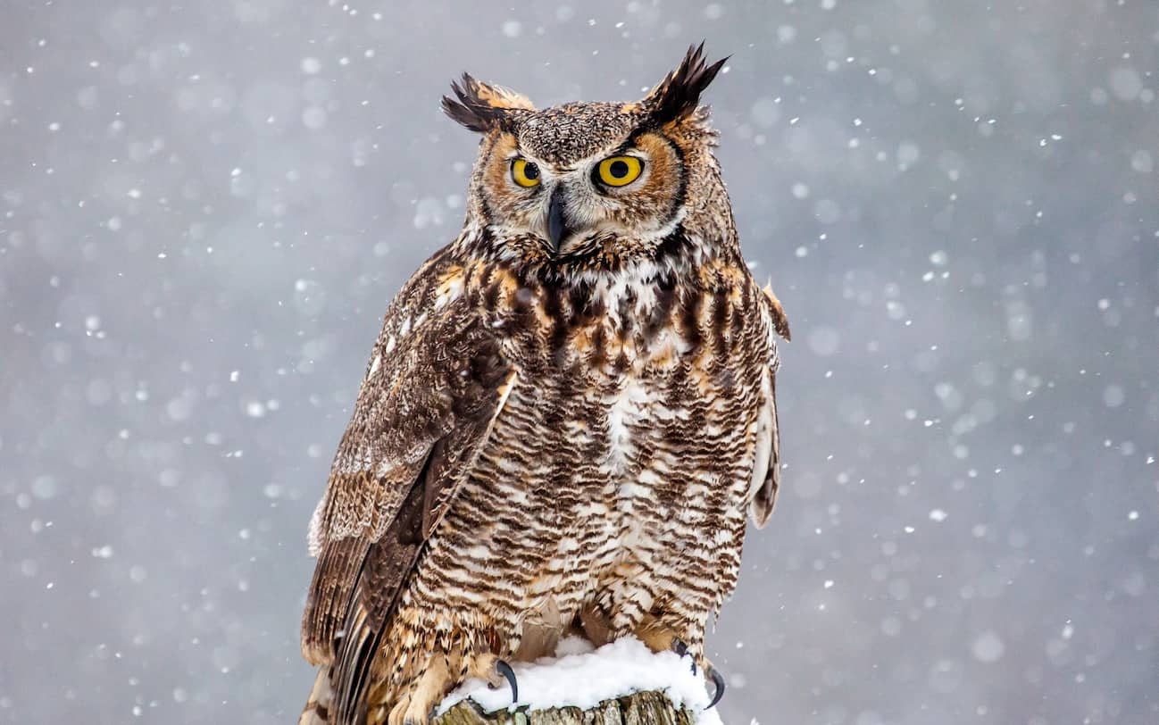 Giornata mondiale del gufo: 10 curiosità da conoscere. FOTO | Sky TG24