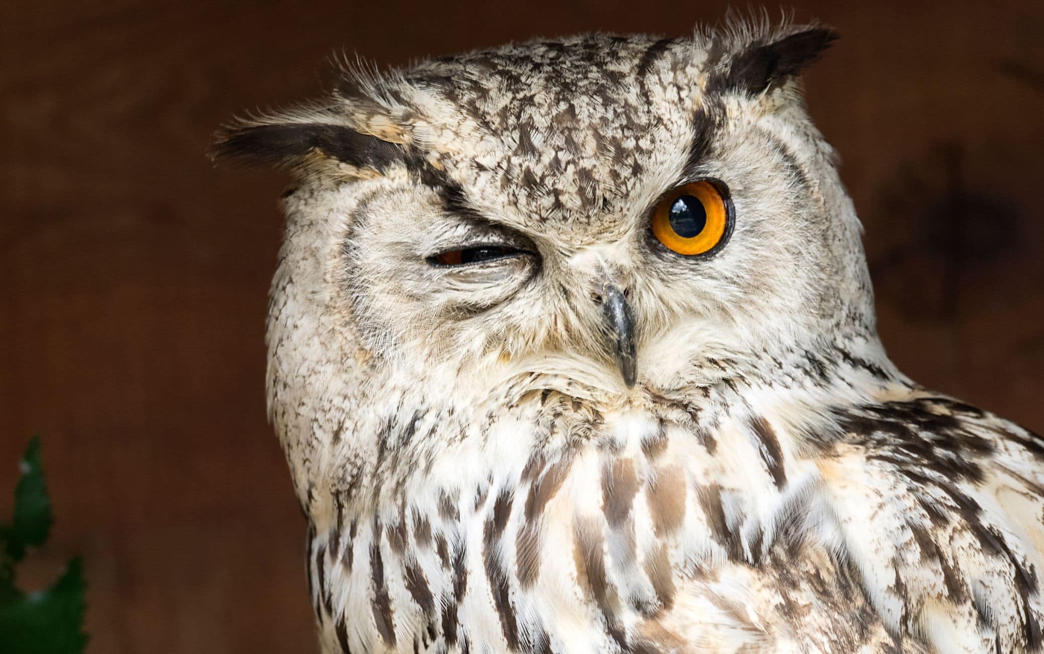 Giornata mondiale del gufo: 10 curiosità da conoscere. FOTO | Sky TG24