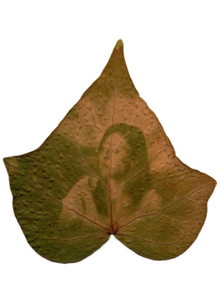 Trieste su foglia, la mostra fotografica di Lucio Pastore all'Hangar ...