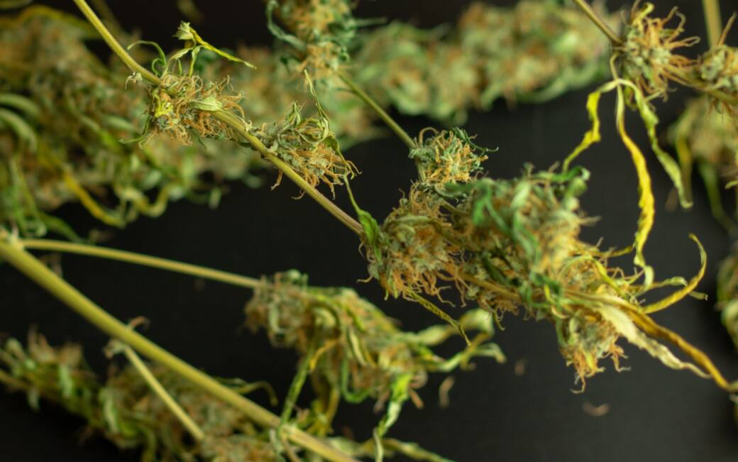 Giornata della cannabis, come usarla per patologie e scopi terapeutici ...