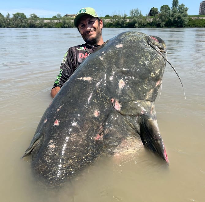 Pesce gatto gigante catturato nel fiume Po, è lungo 3 metri ...
