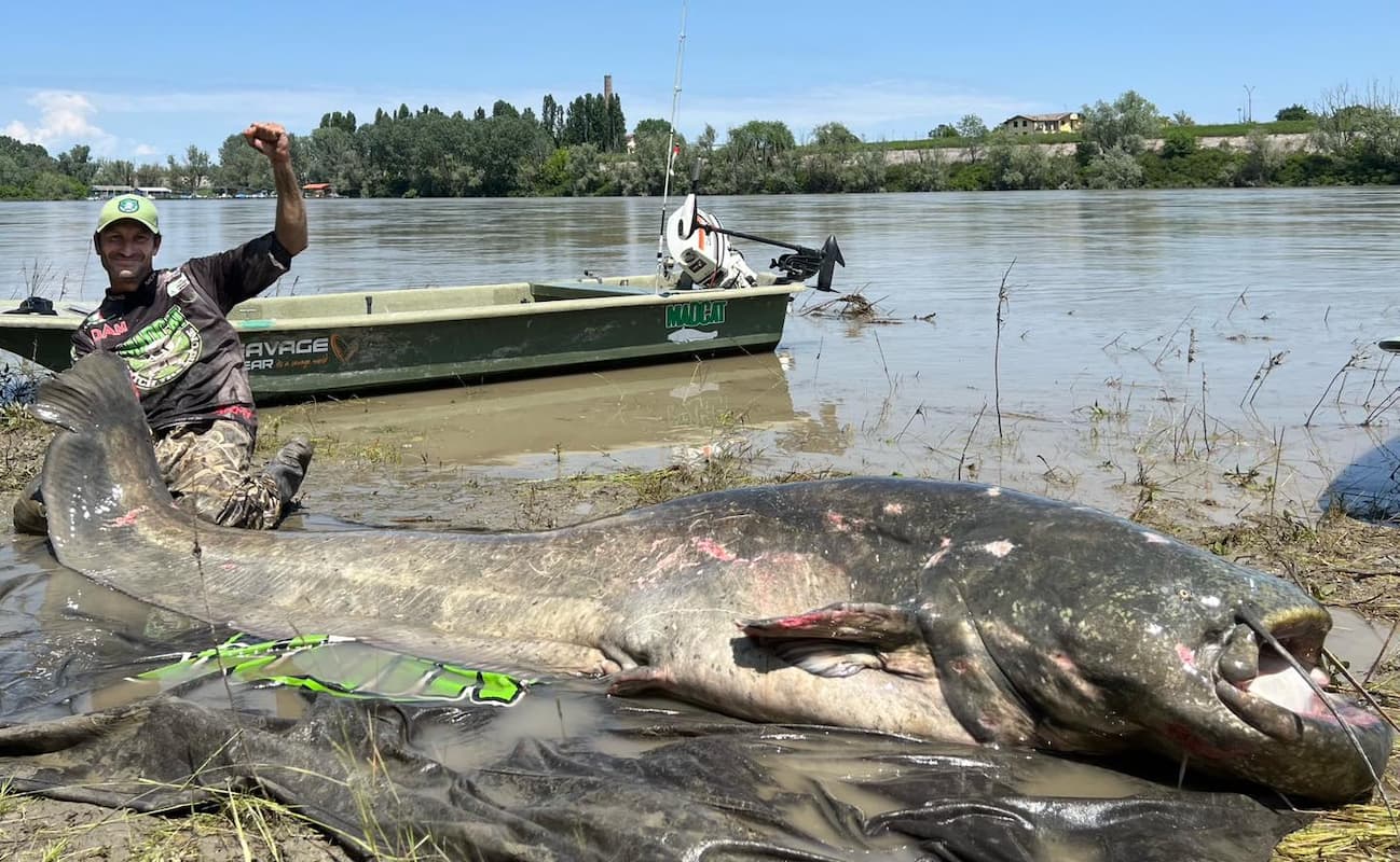Pesce gatto gigante catturato nel fiume Po, è lungo 3 metri ...