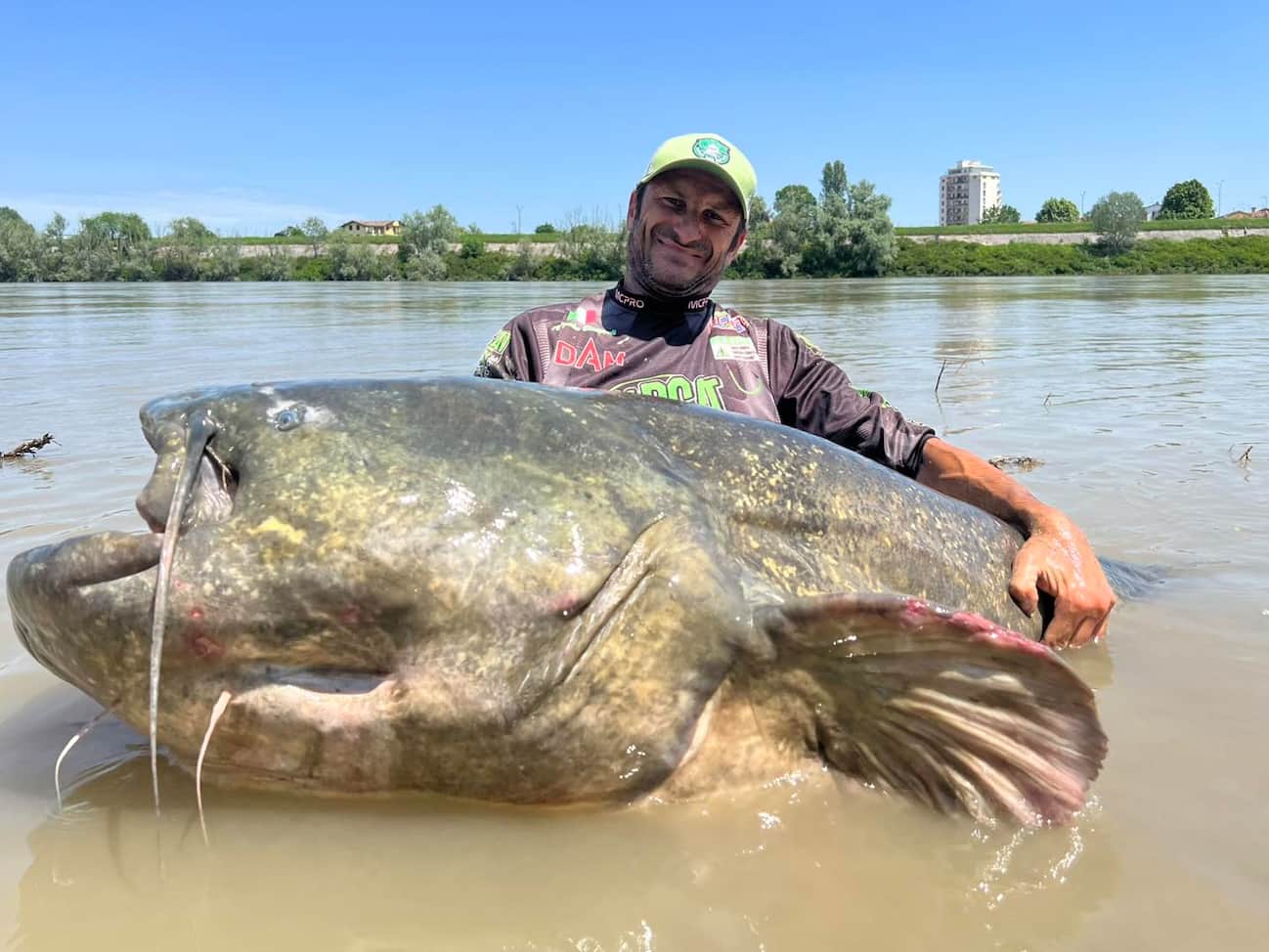 Pesce gatto gigante catturato nel fiume Po, è lungo 3 metri ...