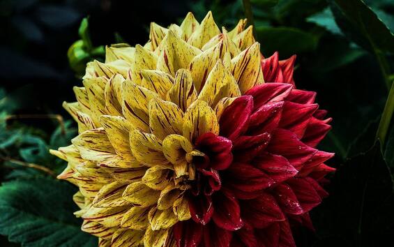 Dalia, coltivazione e cura del fiore | Sky TG24