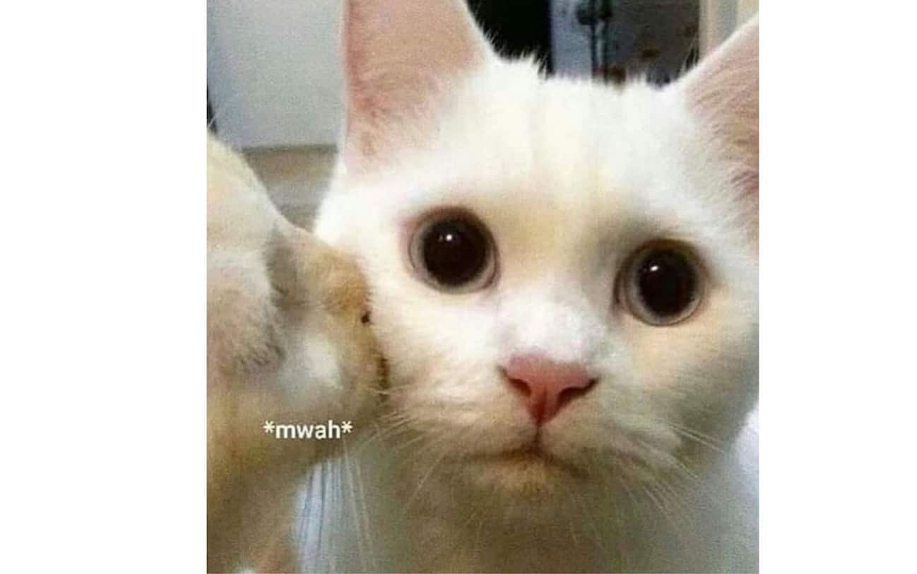 Giornata del Gatto, i meme più divertenti sui felini | Sky TG24