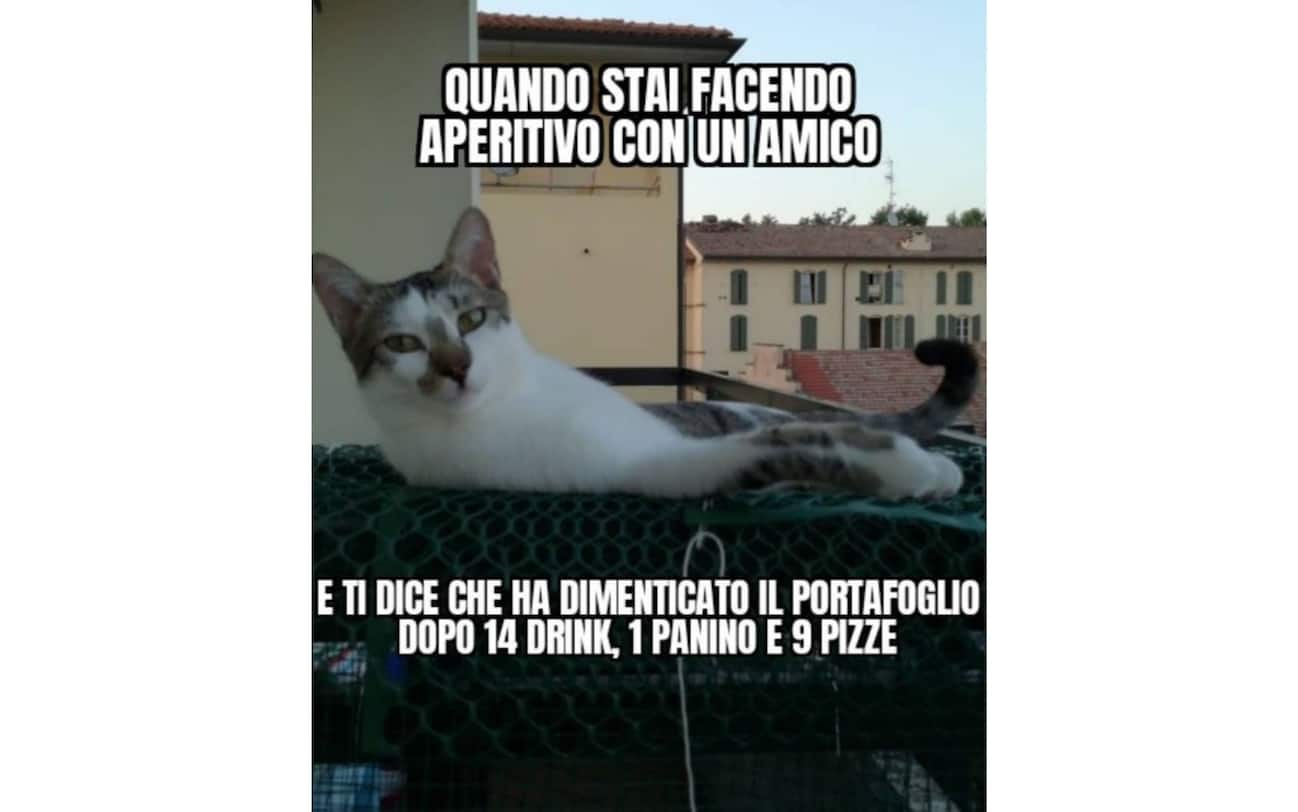 Giornata del Gatto, i meme più divertenti sui felini | Sky TG24
