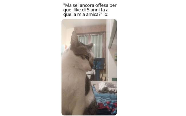 Giornata del Gatto, i meme più divertenti sui felini | Sky TG24
