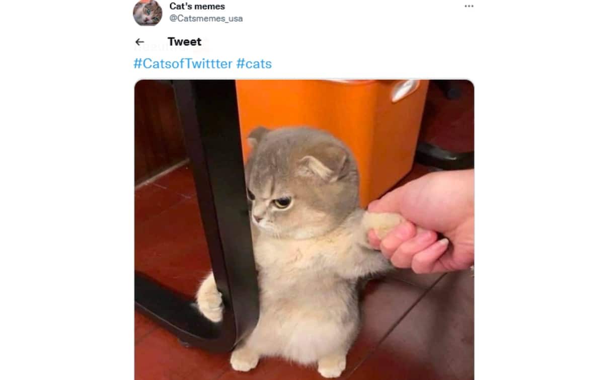 Giornata del Gatto, i meme più divertenti sui felini | Sky TG24