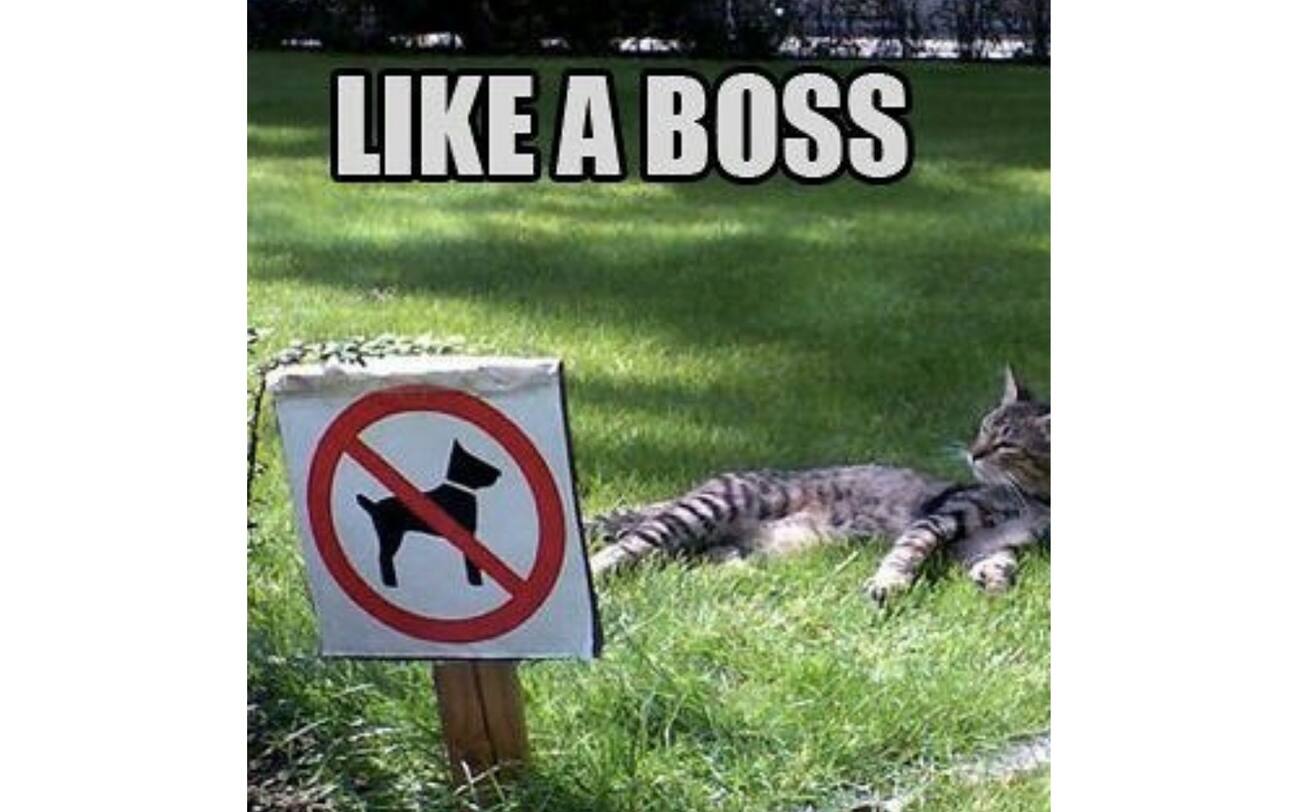 Giornata del Gatto, i meme più divertenti sui felini | Sky TG24