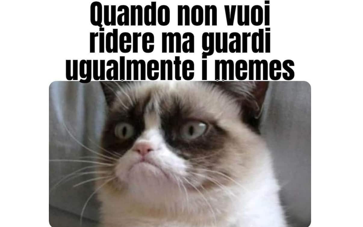 Giornata del Gatto, i meme più divertenti sui felini | Sky TG24