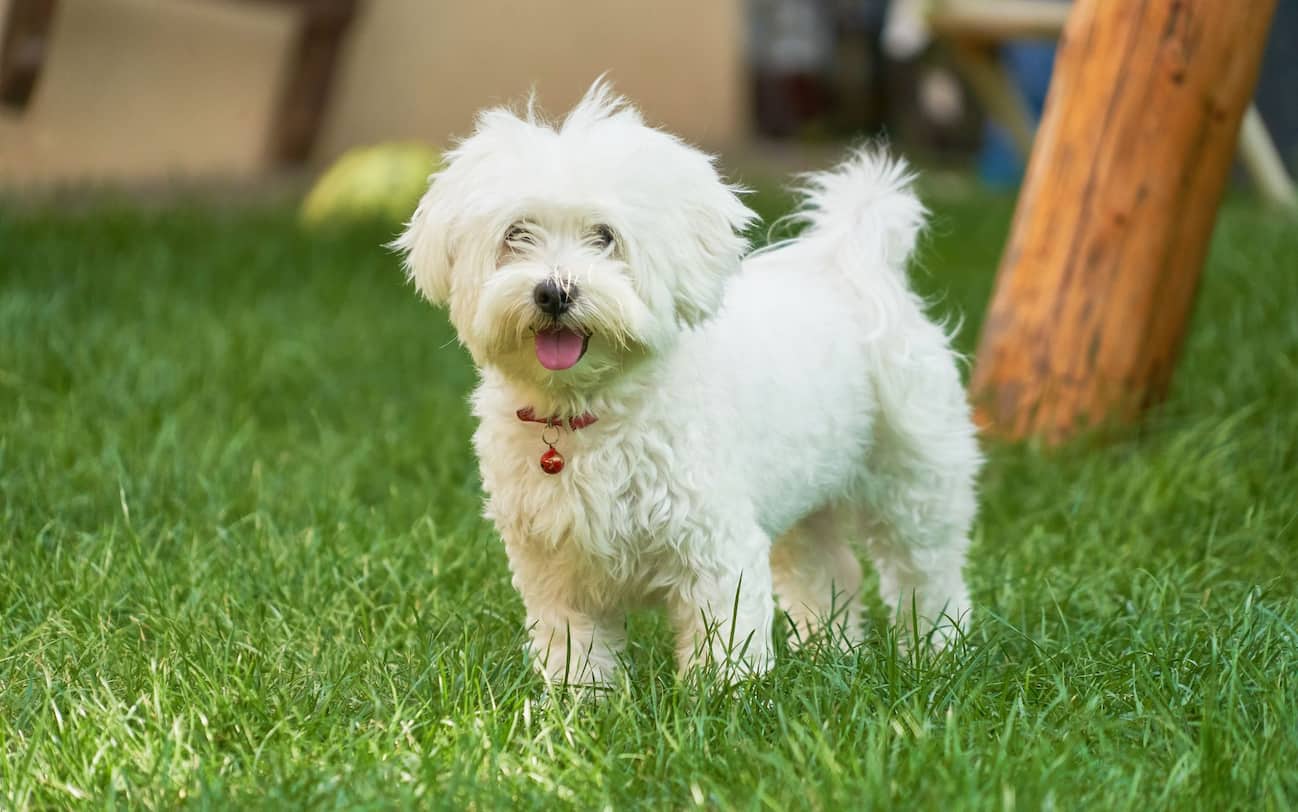Padova, spariti 500mila euro di fondi per il canile di Rubano: indagato ...