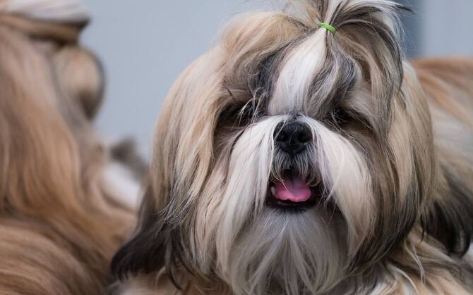 Il 26 agosto è la Giornata mondiale del cane | Sky TG24