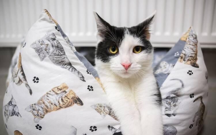 Perché il Giovedì Santo a Napoli si mangia la zuppa di cozze | Sky TG24