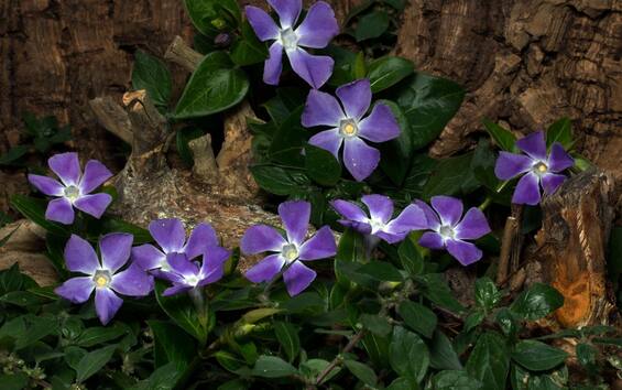 Vinca, coltivazione e cura | Sky TG24
