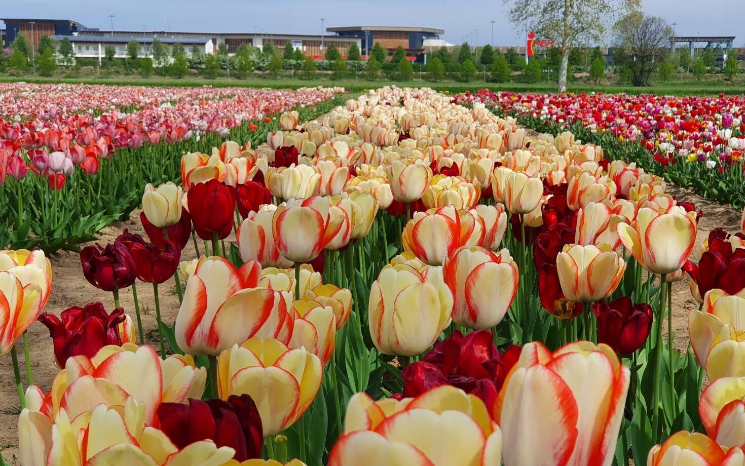 Tulipani italiani, il 18 marzo apertura del campo di Arese: orari ...