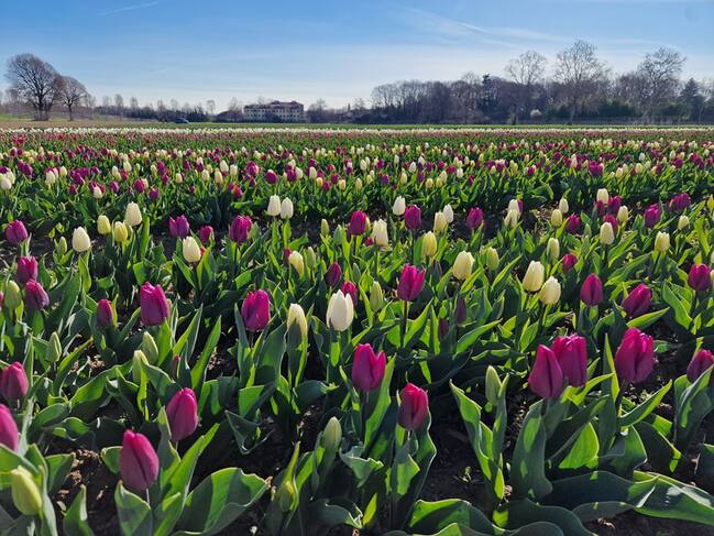 Tulipani italiani, il 18 marzo apertura del campo di Arese: orari ...