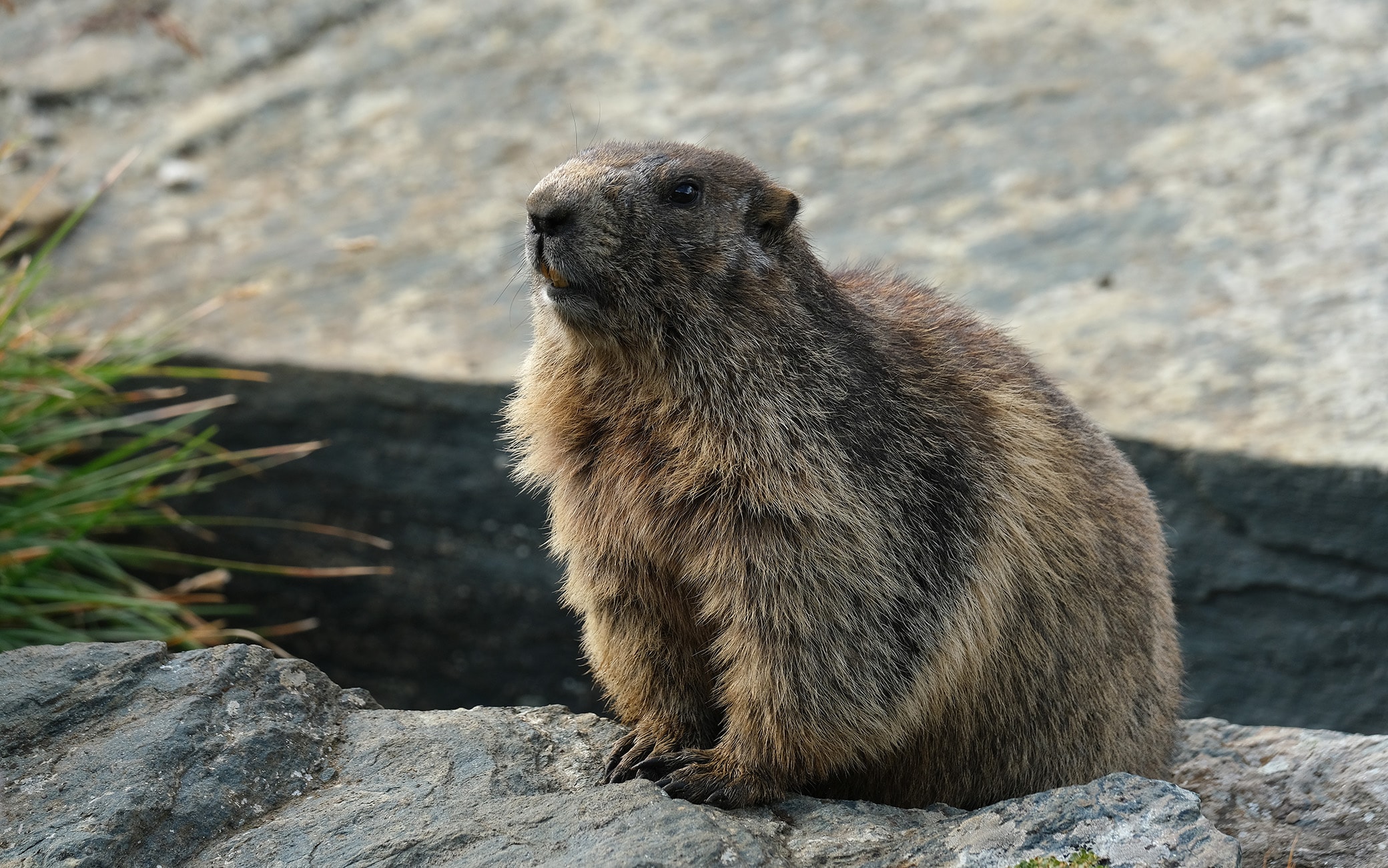 Peste Nera, la Russia vieta la caccia alle marmotte