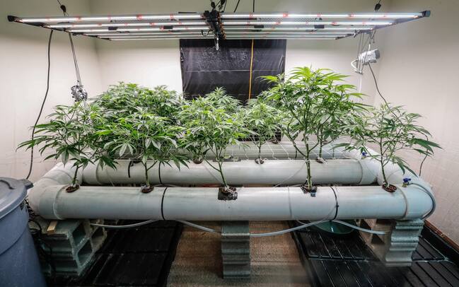 Cannabis, dove è legale nel mondo e dove è vietata: LA MAPPA | Sky TG24