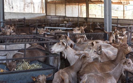 Barcelona, 300 goats used by the municipality to prevent fires ...
