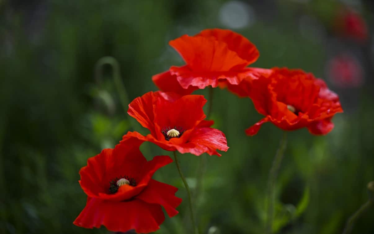 Remembrance Day in Inghilterra, cos'è e cosa significa il simbolo del ...