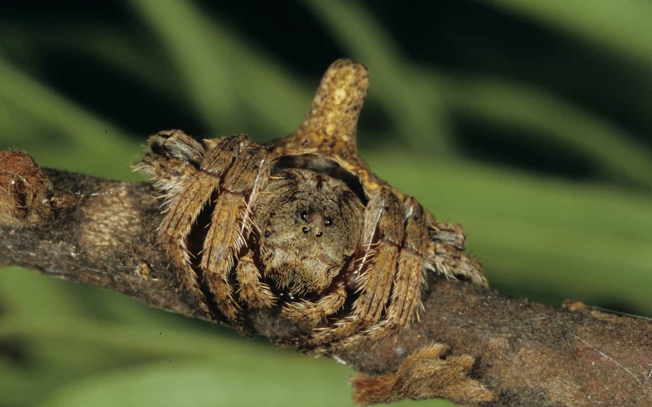 Ragni australiani, piccoli e velenosi o giganti e innocui: quali sono e ...