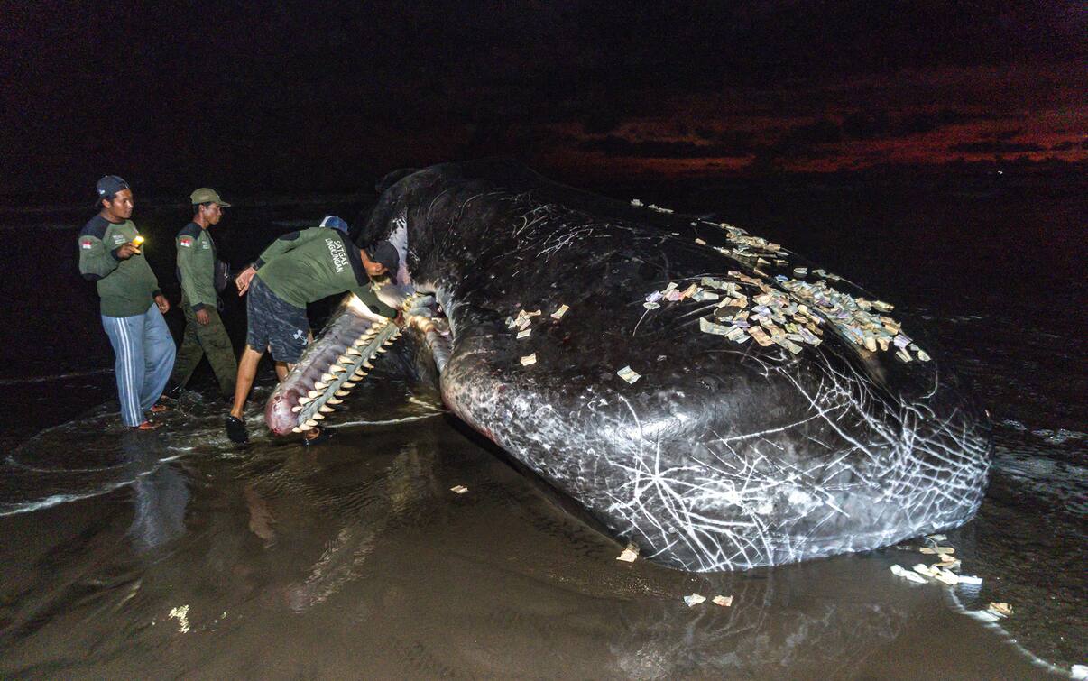 Canarie, ambra grigia nello stomaco di un capodoglio morto: vale 500 ...