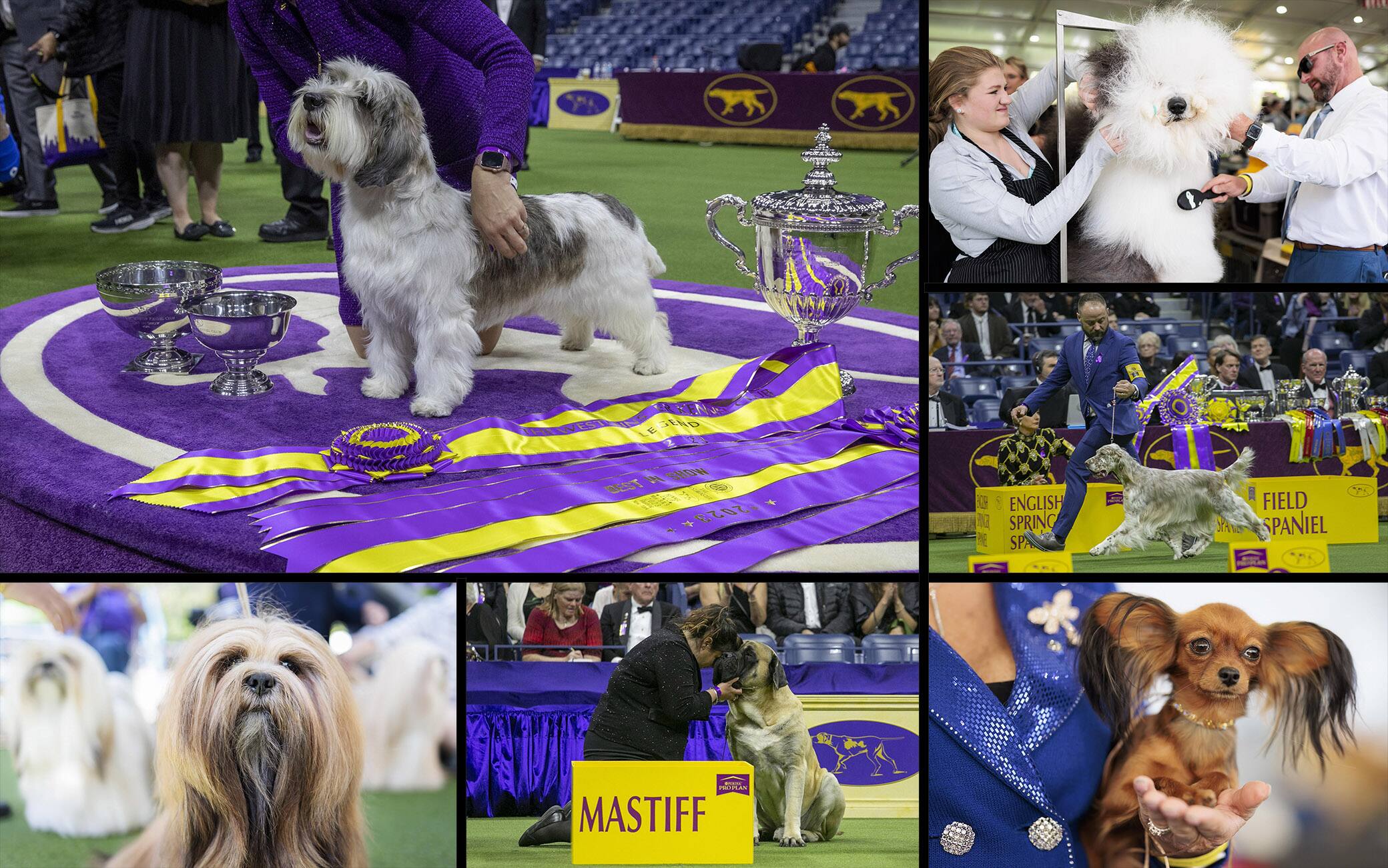 Cani più belli del mondo in mostra al Westminster Kennel Club Dog Show ...