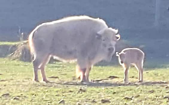 Usa, bisonte bianco nato nel Wyoming: accade una volta su 10 milioni ...
