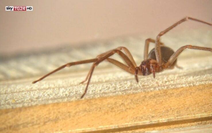 Puntura ragno violino, ecco cosa fare se si viene morsi: i consigli ...