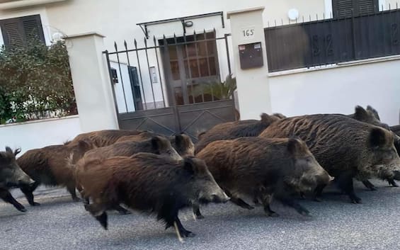 Roma, branco di cinghiali a passeggio in zona Montespaccato. VIDEO ...
