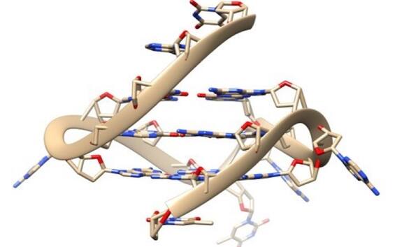 Osservato per la prima volta in azione il Dna a quadrupla elica | Sky TG24