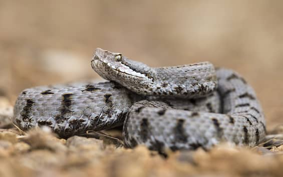 Morso di vipera, cosa bisogna fare e cosa si rischia | Sky TG24