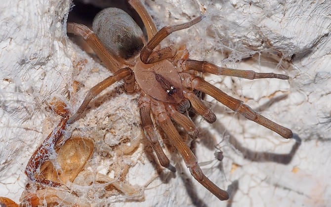 Ragno violino in Italia, come riconoscerlo, il morso e i sintomi. FOTO ...