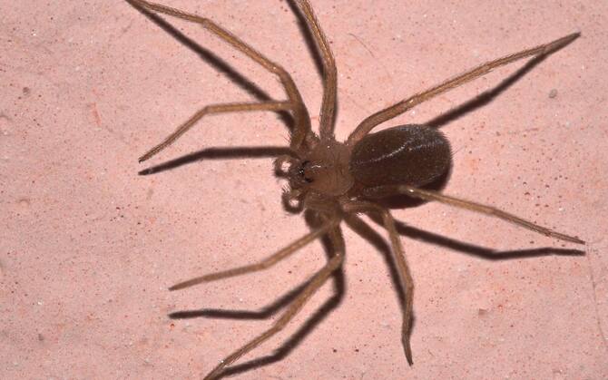 Puntura ragno violino, ecco cosa fare se si viene morsi: i consigli ...