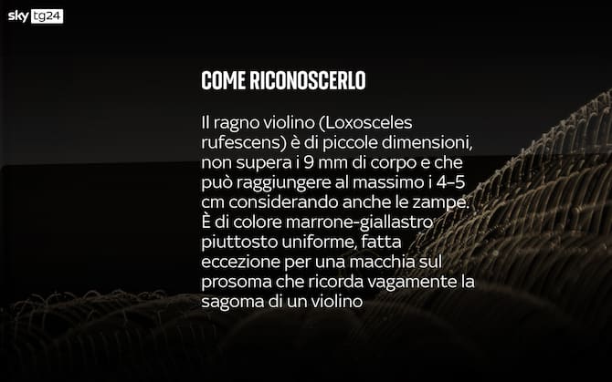 Ragno violino in Italia, come riconoscerlo, il morso e i sintomi. FOTO ...