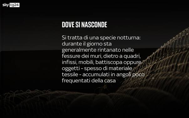 Ragno violino in Italia, come riconoscerlo, il morso e i sintomi. FOTO ...