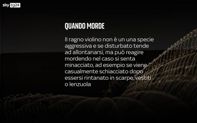 Ragno violino in Italia, come riconoscerlo, il morso e i sintomi. FOTO ...