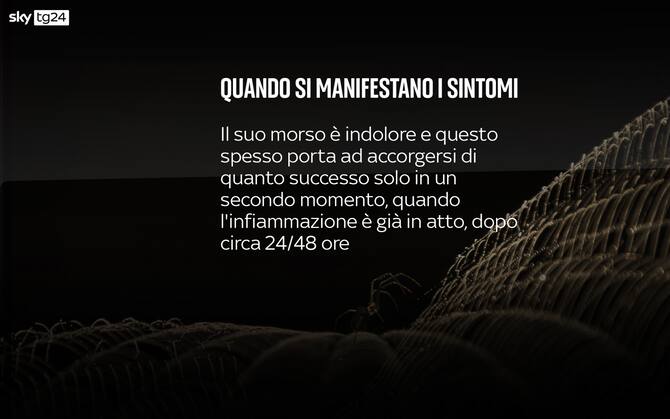 Ragno violino in Italia, come riconoscerlo, il morso e i sintomi. FOTO ...