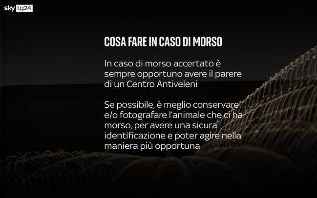 Ragno violino in Italia, come riconoscerlo, il morso e i sintomi. FOTO ...