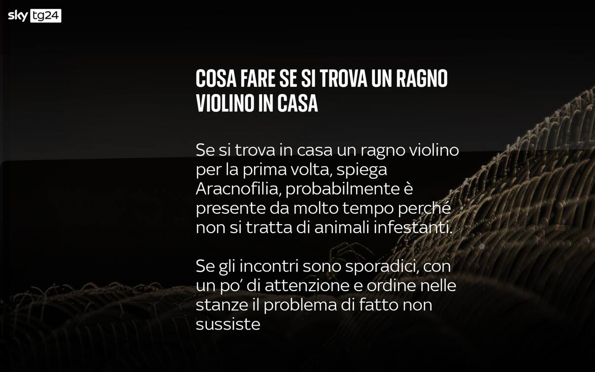 Ragno violino in Italia, come riconoscerlo, il morso e i sintomi. FOTO ...