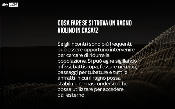 Ragno violino in Italia, come riconoscerlo, il morso e i sintomi. FOTO ...